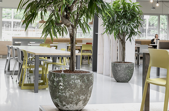 Series and Collections – BAQ