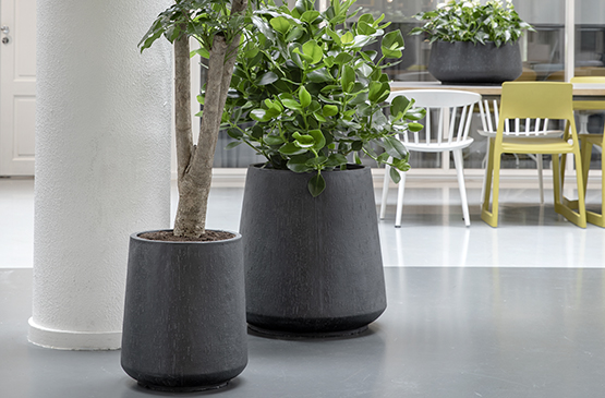 Series and Collections – BAQ