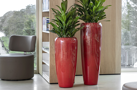 Series and Collections – BAQ