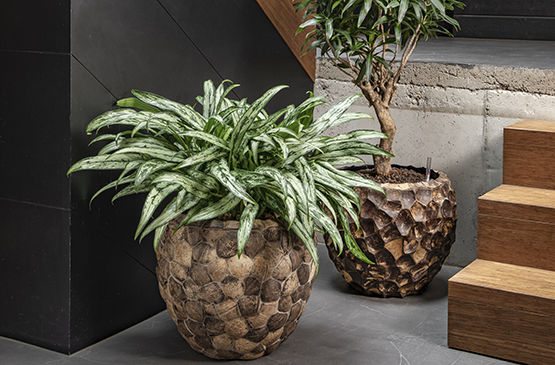 Series and Collections – BAQ