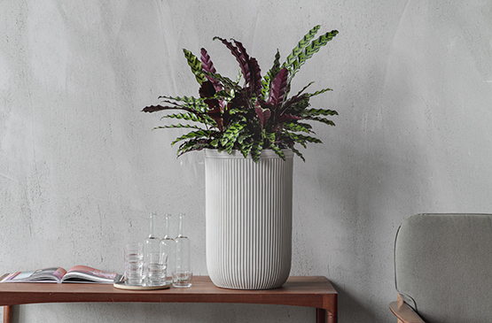 Series and Collections – BAQ