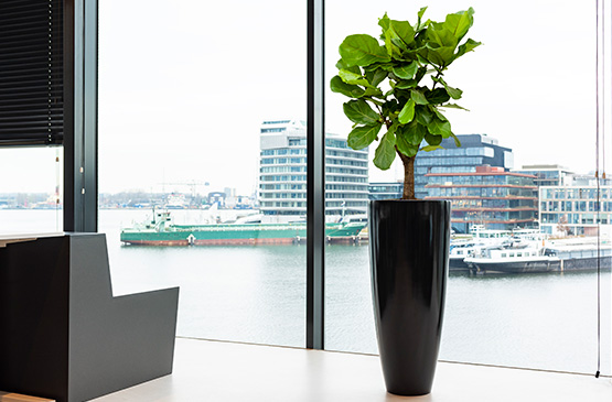 Series and Collections – BAQ