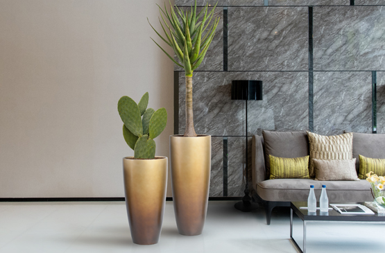 Series and Collections – BAQ