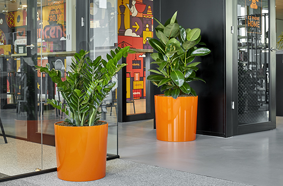 Series and Collections – BAQ