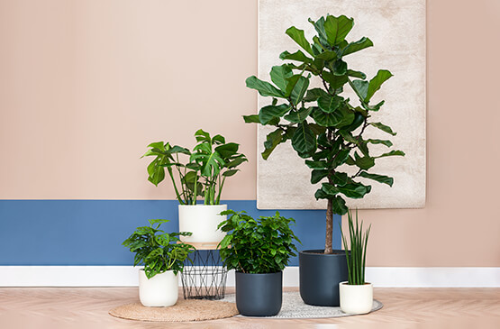 Series and Collections – BAQ